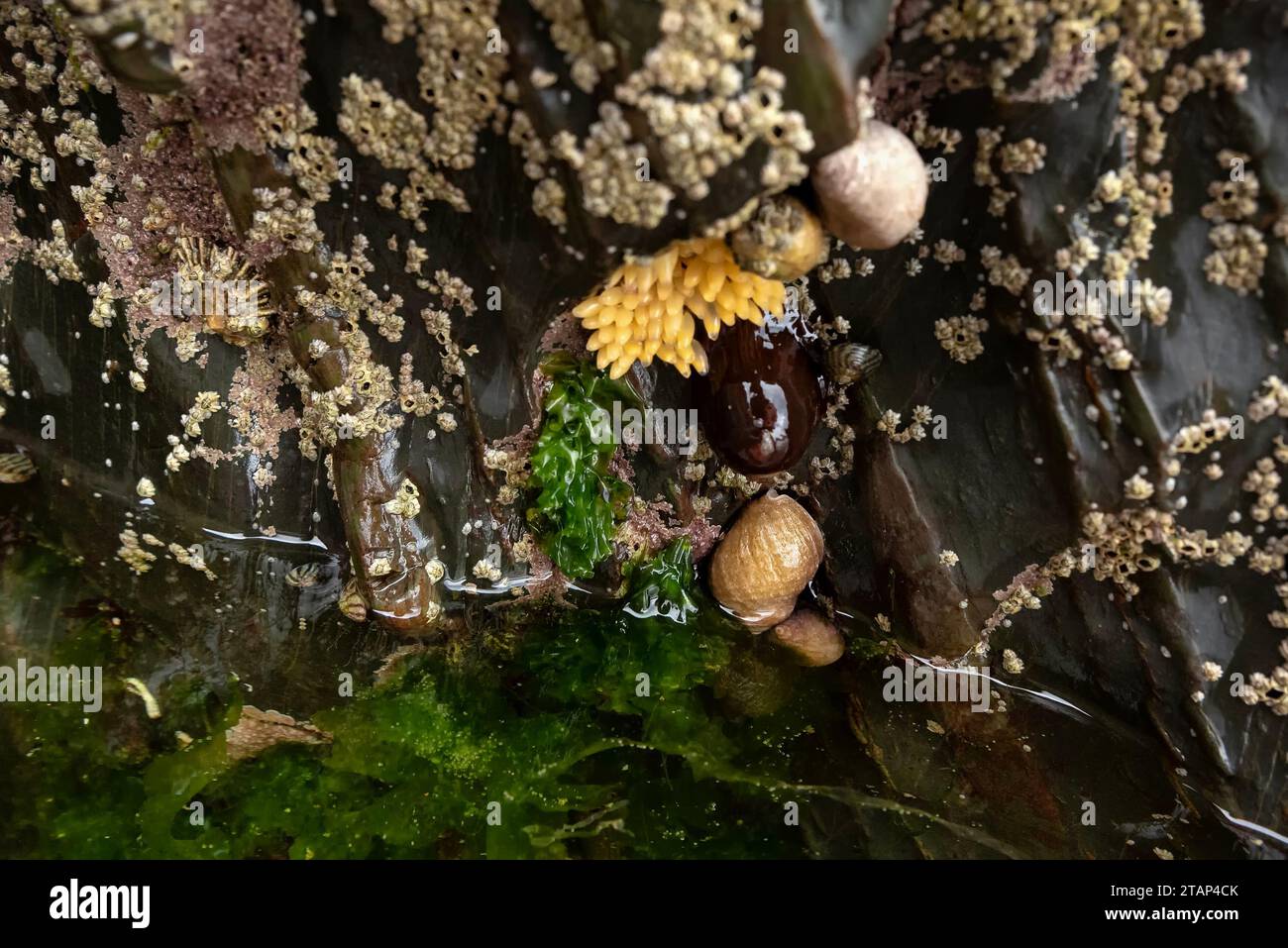 Rock covered in barnacles, dogwhelks and clusters of their eggs Stock ...