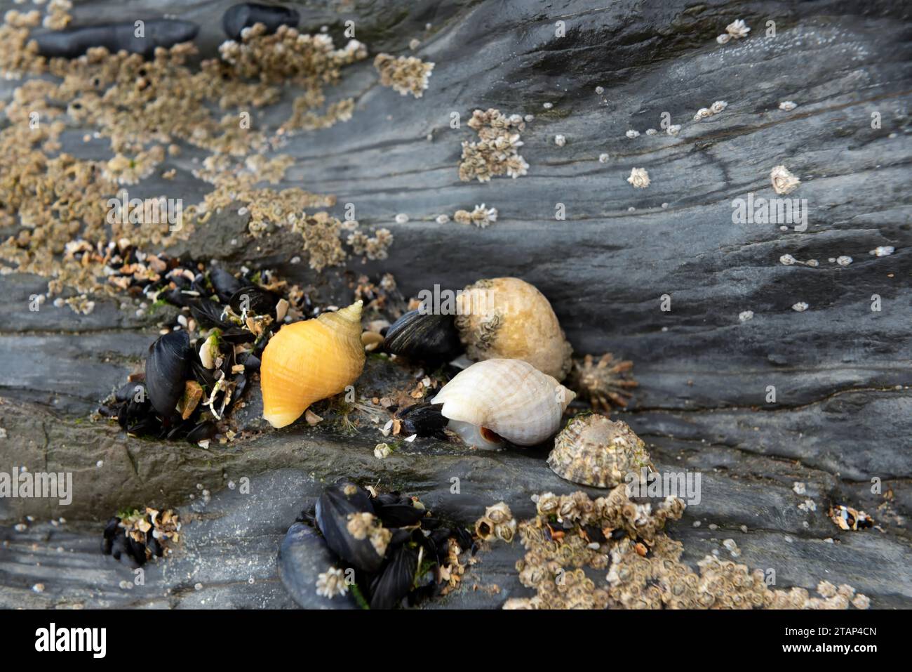 Dogwhelks, mussels, limpets and barnacles attached to rock Stock Photo ...