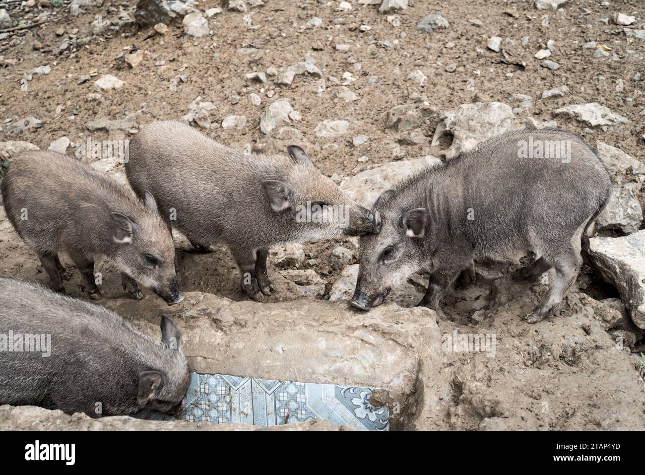 Pig of the h'mong ethnic in sapa - vietnam Stock Photo - Alamy