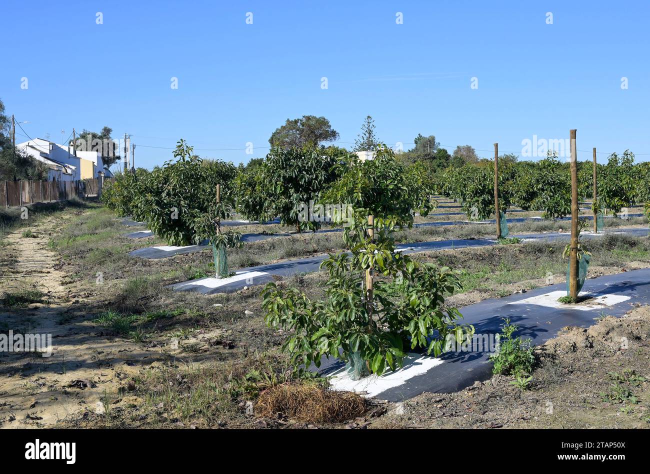 PORTUGAL, Algarve, Luz de Tavira, Avocado tree plantation with drip ...