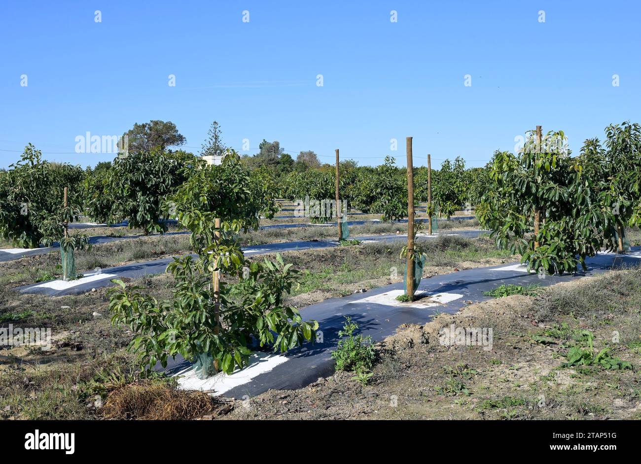 Avocadoanbau hi-res stock photography and images - Alamy