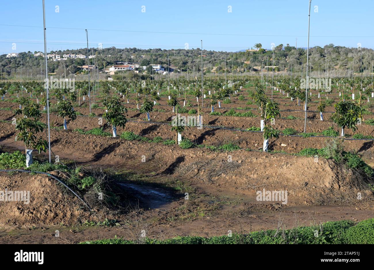 PORTUGAL, Algarve, Lagos, Avocado tree plantation with drip and ...
