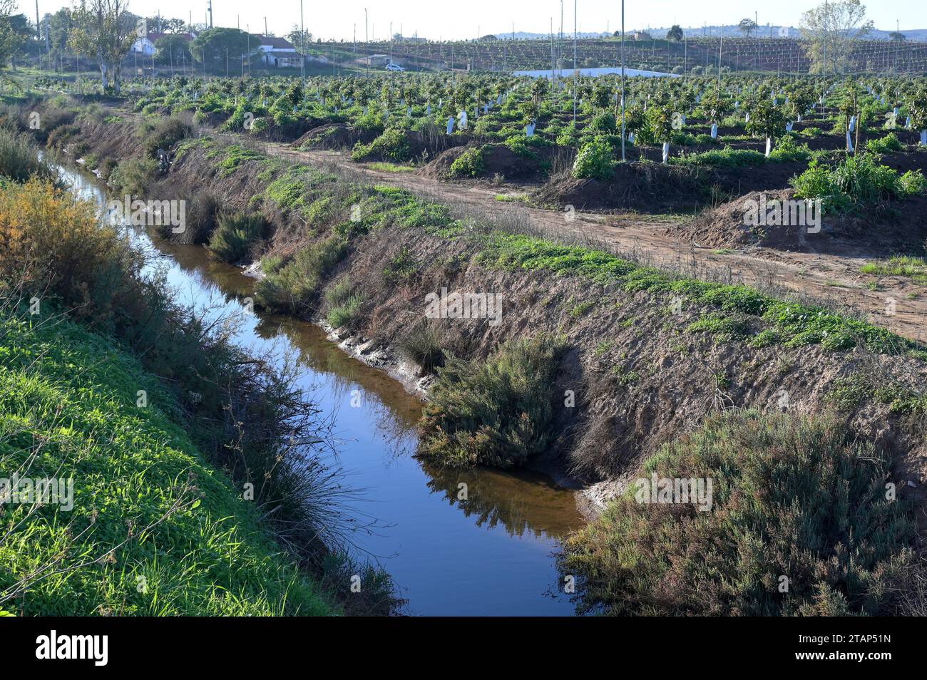 PORTUGAL, Algarve, Lagos, Avocado tree plantation with drip and ...