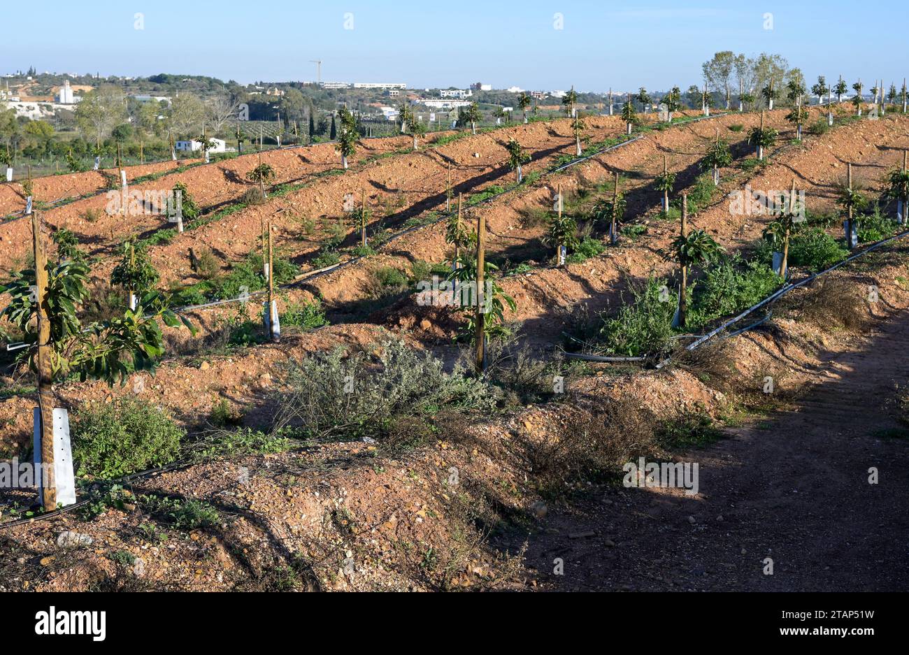 PORTUGAL, Algarve, Lagos, Avocado tree plantation with drip irrigation ...