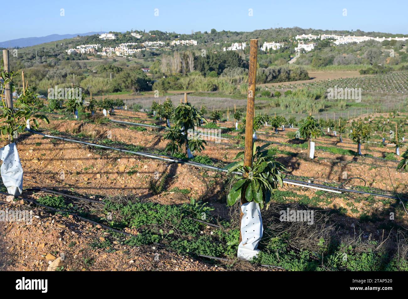 PORTUGAL, Algarve, Lagos, Avocado tree plantation with drip irrigation ...