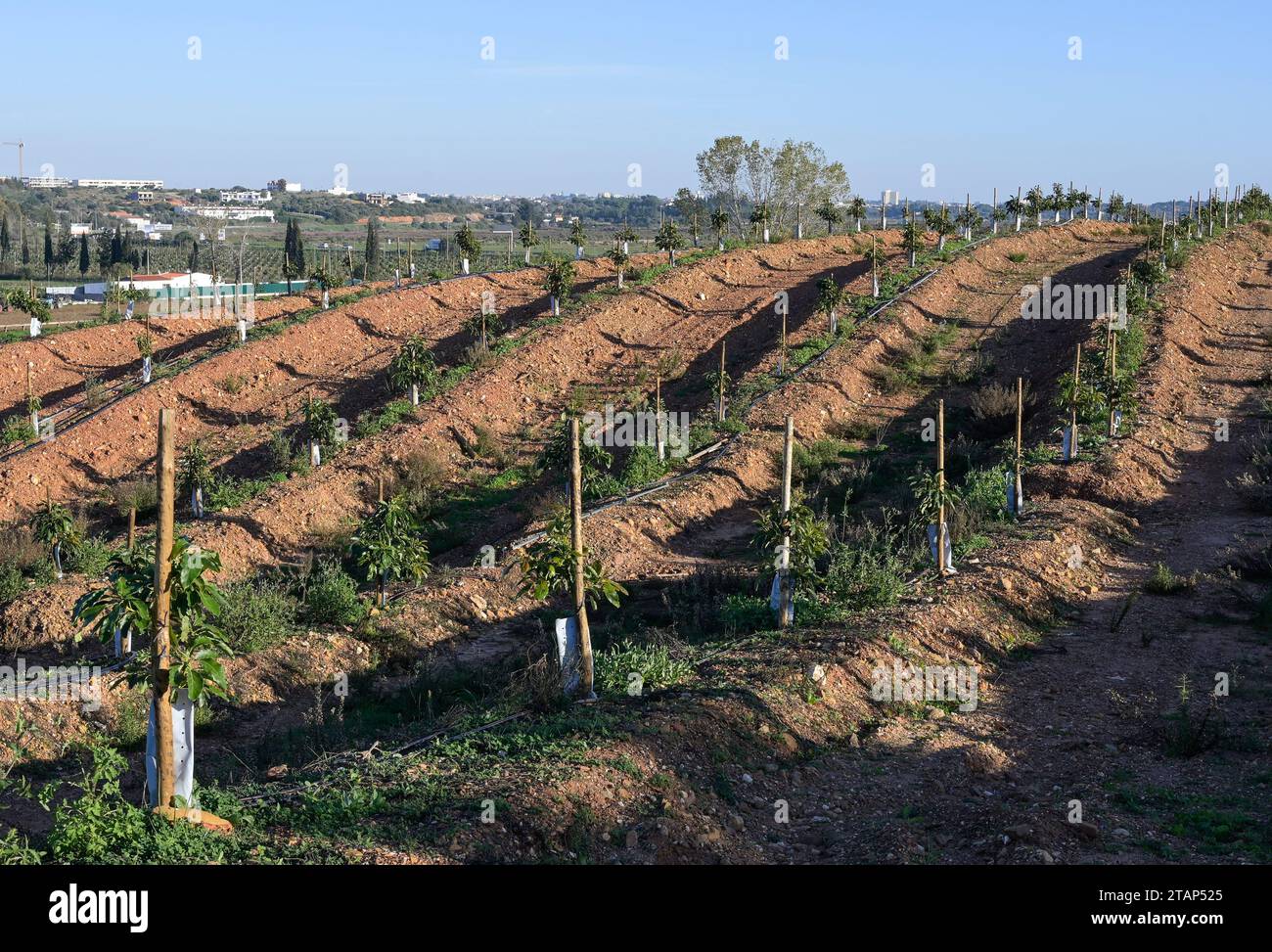 PORTUGAL, Algarve, Lagos, Avocado tree plantation with drip irrigation ...