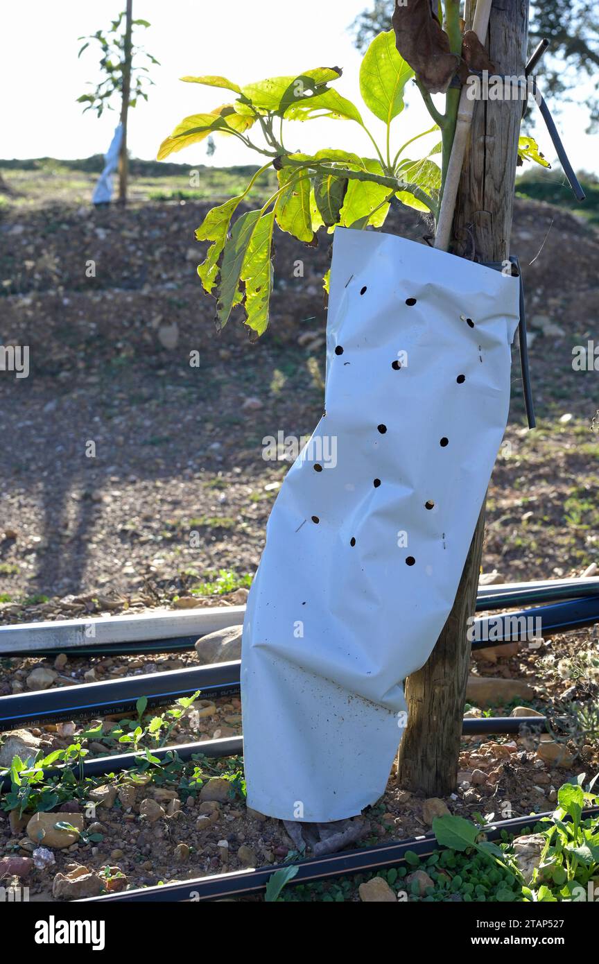 PORTUGAL, Algarve, Lagos, Avocado tree plantation with drip irrigation ...