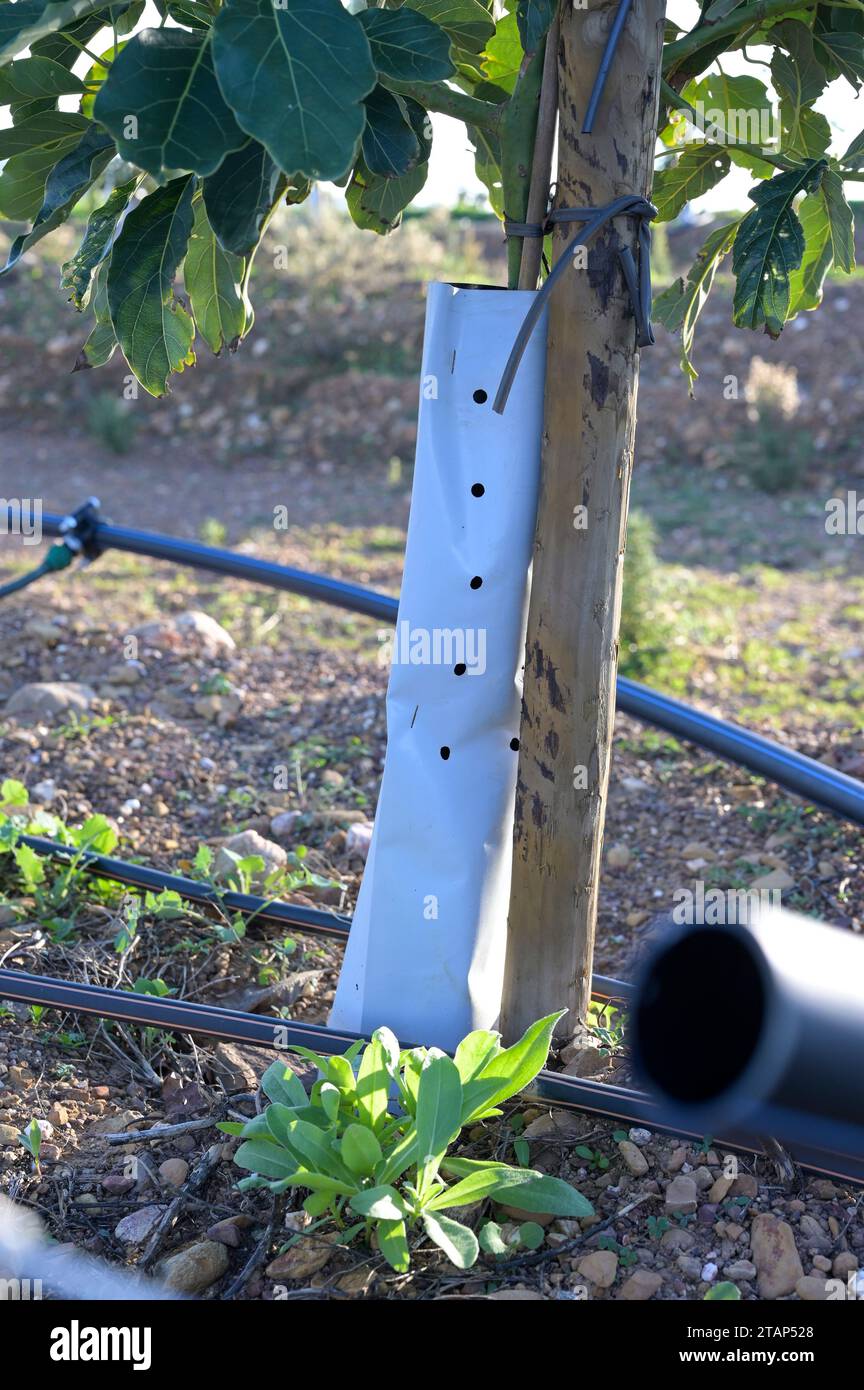 PORTUGAL, Algarve, Lagos, Avocado tree plantation with drip irrigation ...