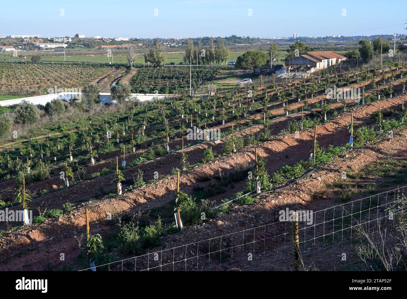 PORTUGAL, Algarve, Lagos, Avocado tree plantation with drip irrigation ...