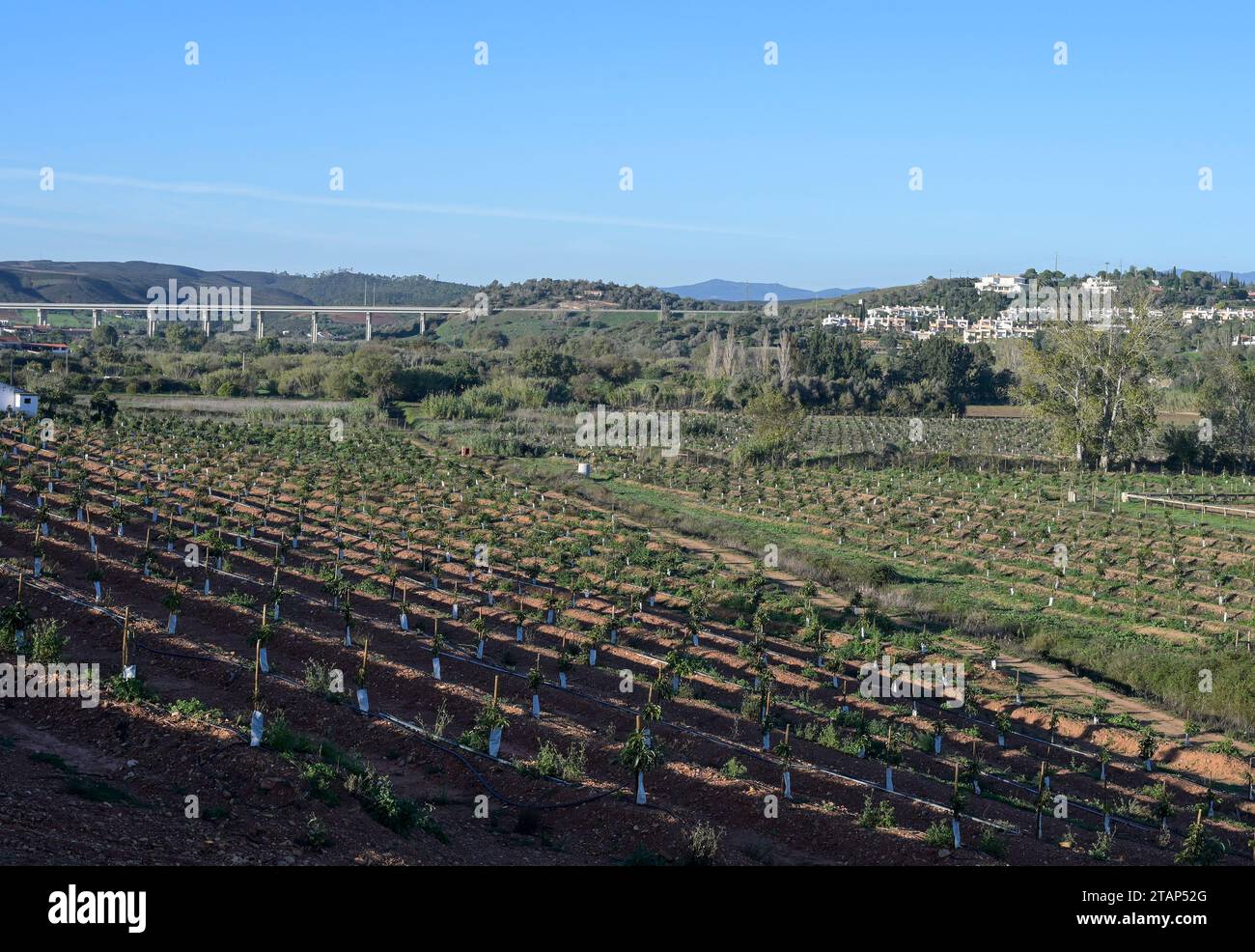 PORTUGAL, Algarve, Lagos, Avocado tree plantation with drip irrigation ...