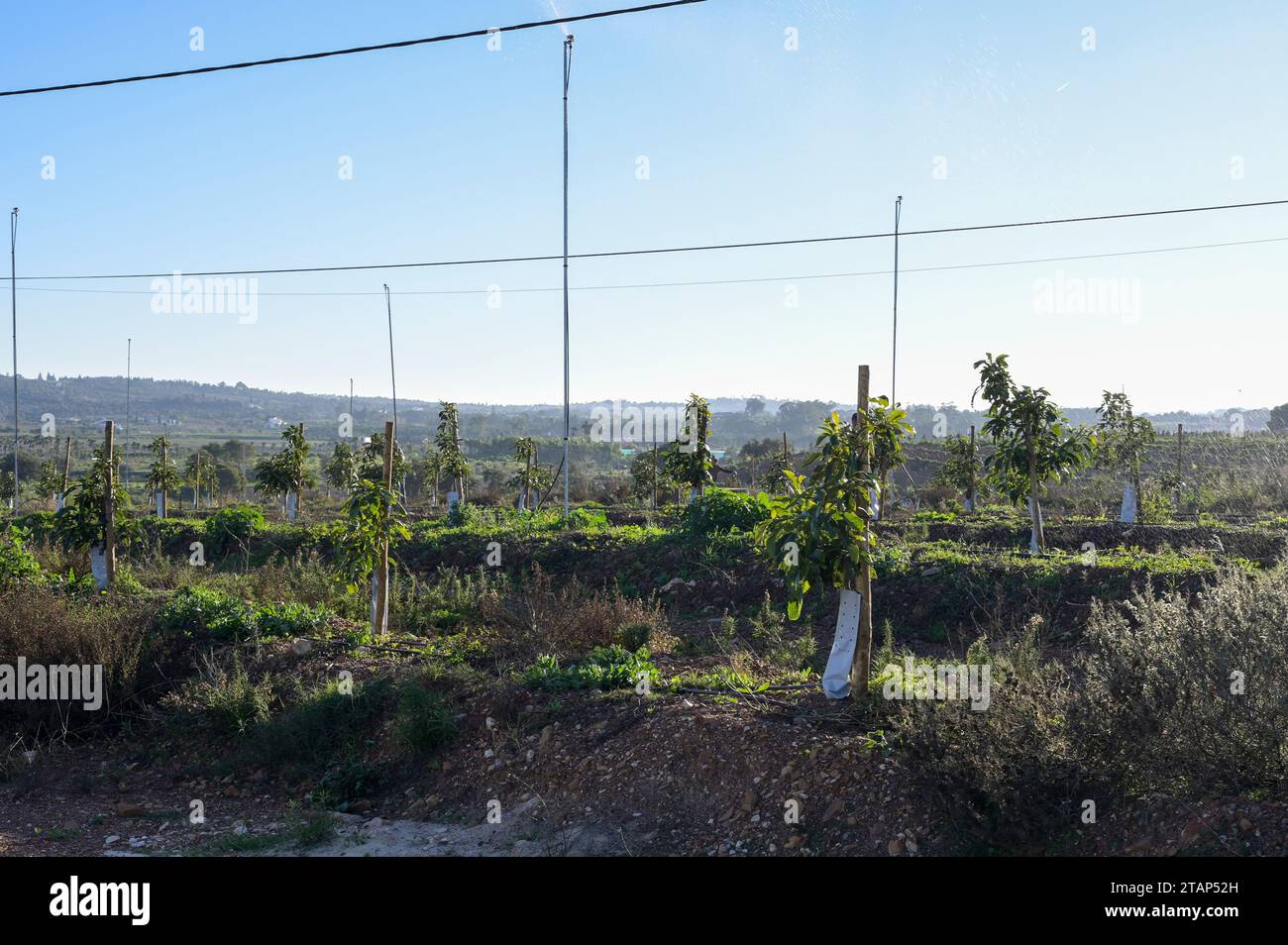 PORTUGAL, Algarve, Lagos, Avocado tree plantation with drip and ...