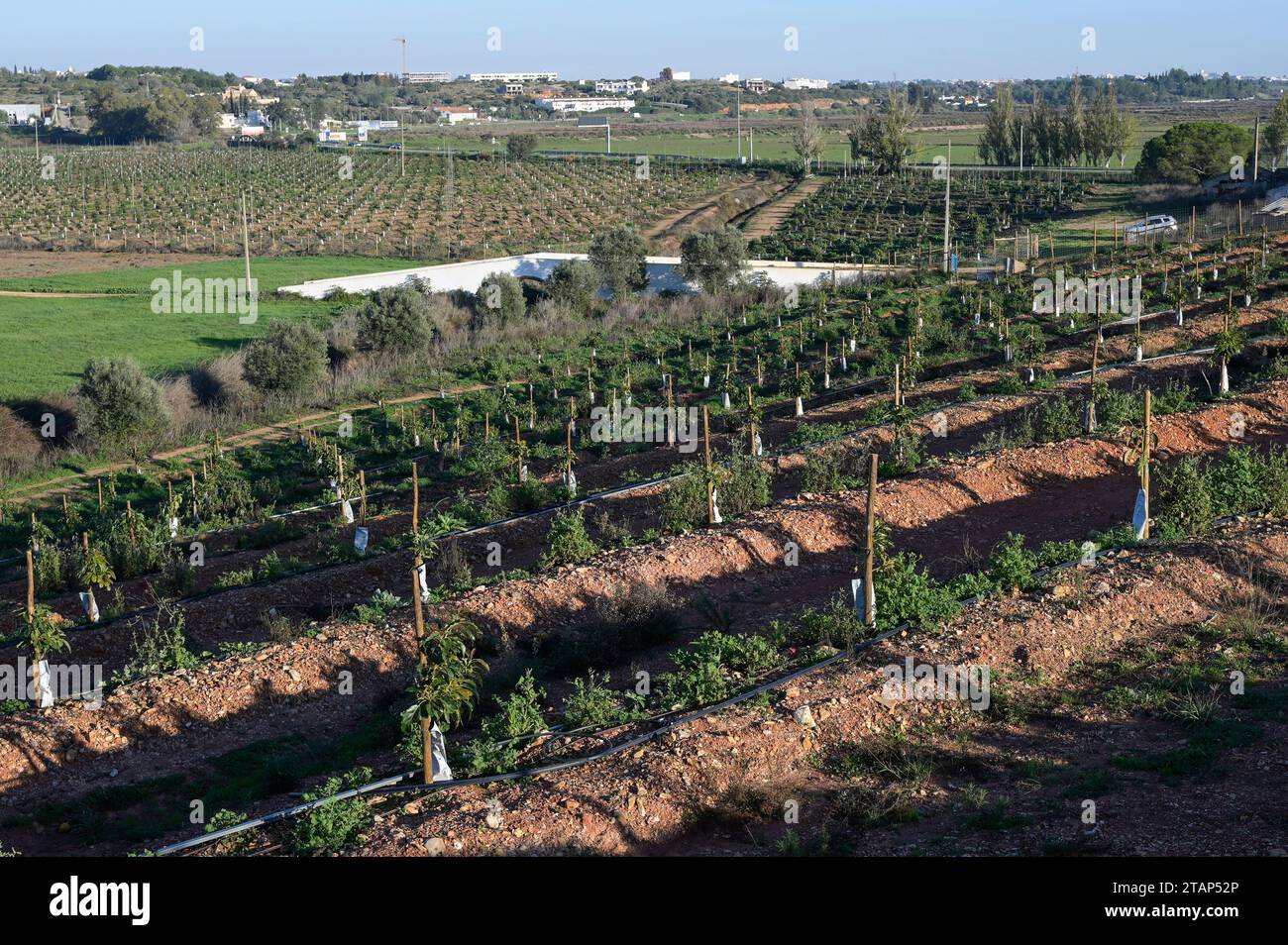 PORTUGAL, Algarve, Lagos, Avocado tree plantation with drip irrigation ...