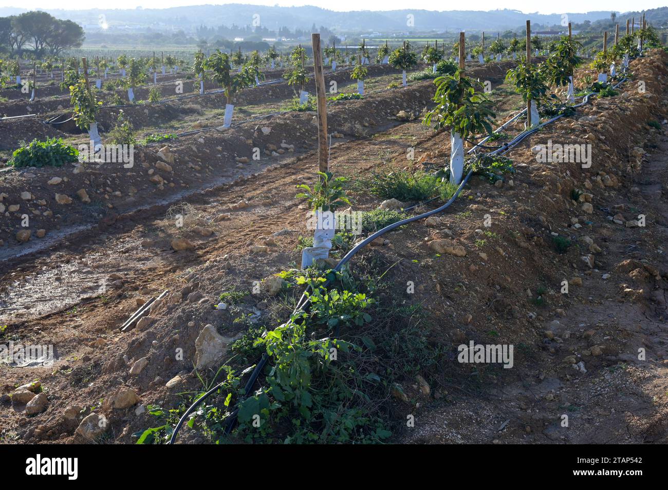 PORTUGAL, Algarve, Lagos, Avocado tree plantation with drip irrigation ...