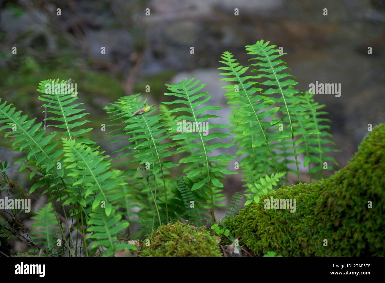 Tree growing horizontally hi-res stock photography and images - Alamy