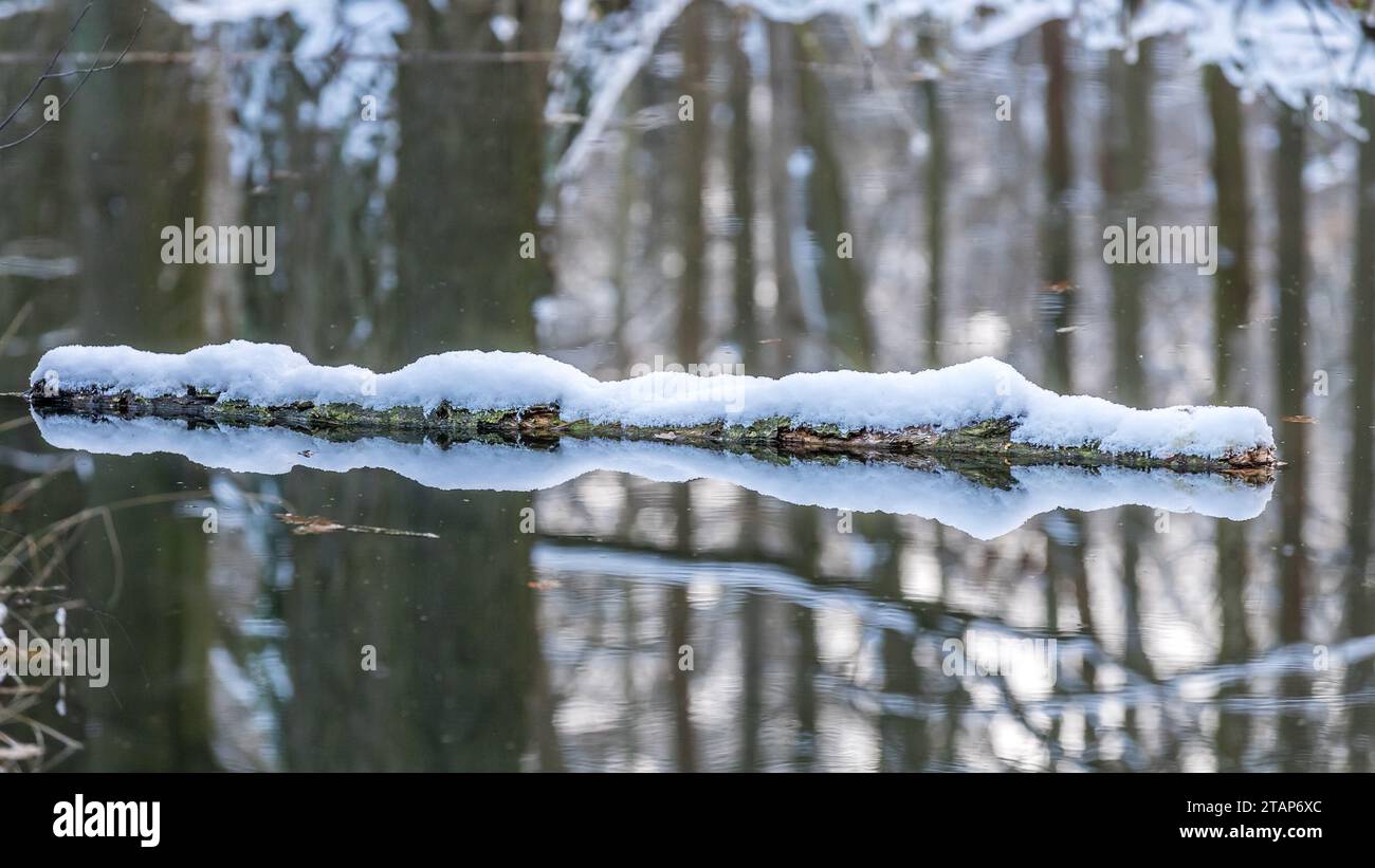 02 December 2023, Brandenburg, Lübbenau: A branch covered in snow lies ...