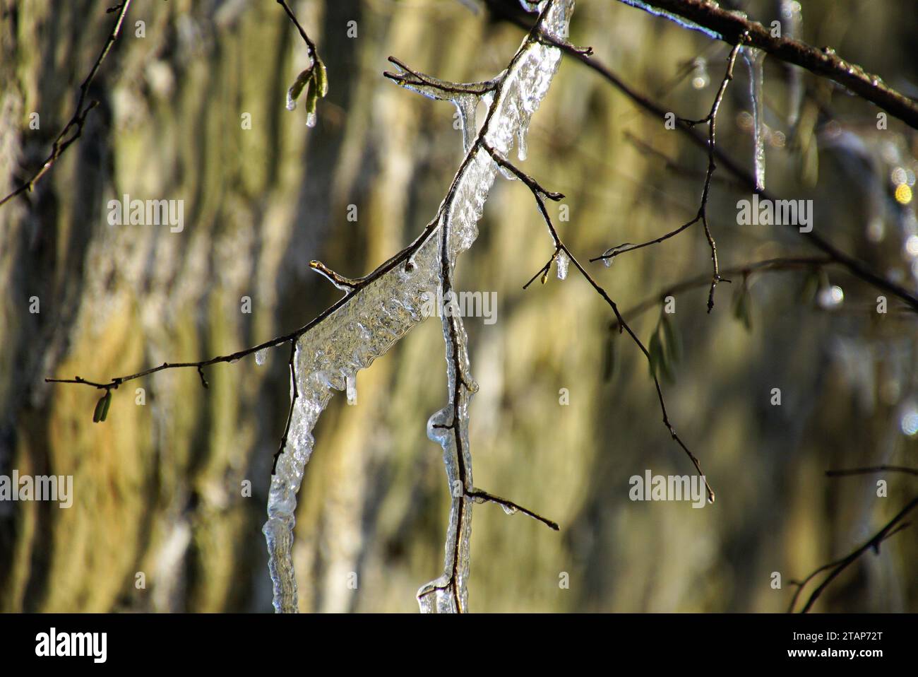 Frostige Zweige im Winter Stock Photo - Alamy