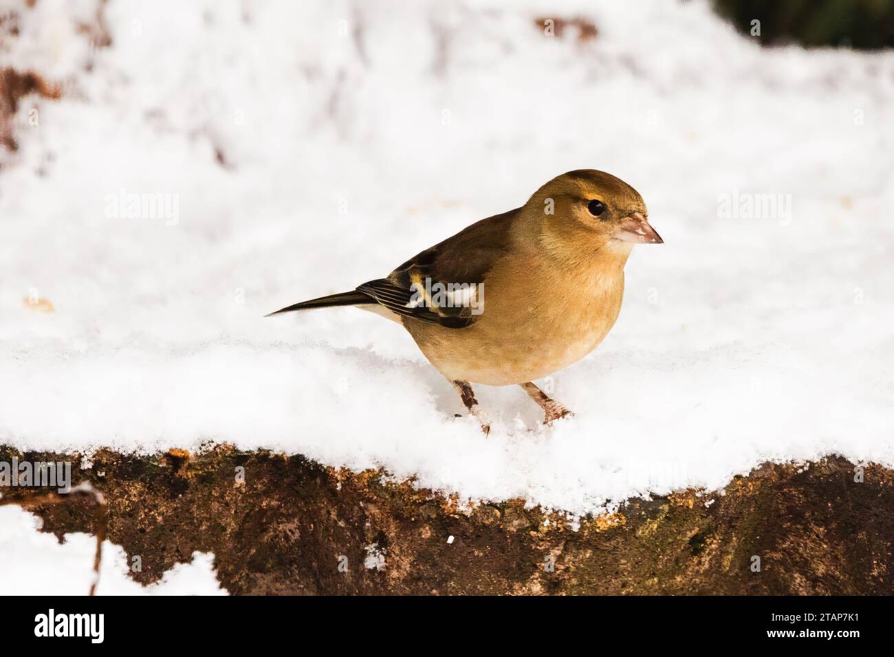 Cumbria, UK. 2nd Dec, 2023. UK Weather .Wildlife in Heavy Snow . Credit ...