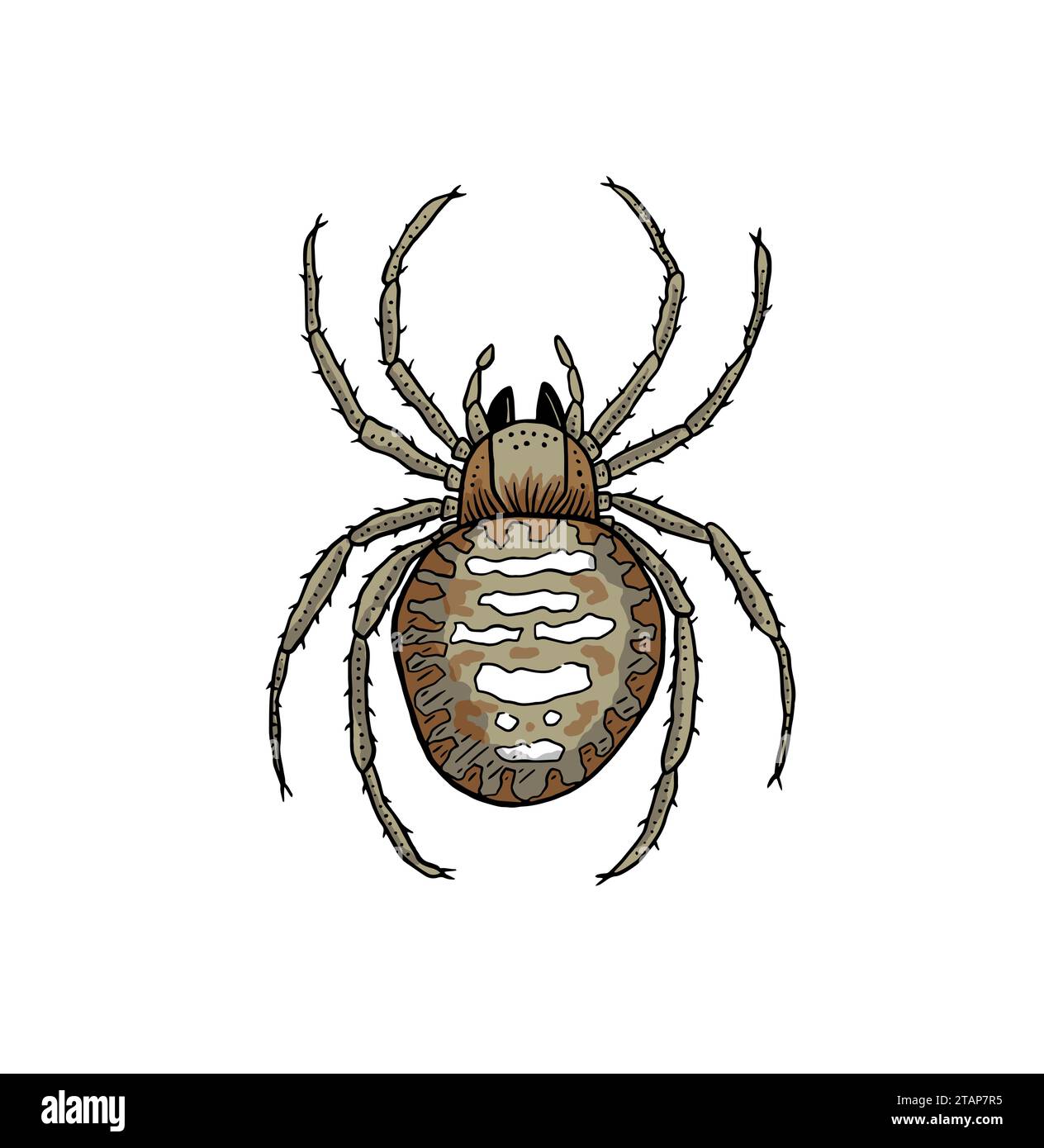 Cartoon Drawing Of A Spider Vector Illustration On A White Background ...