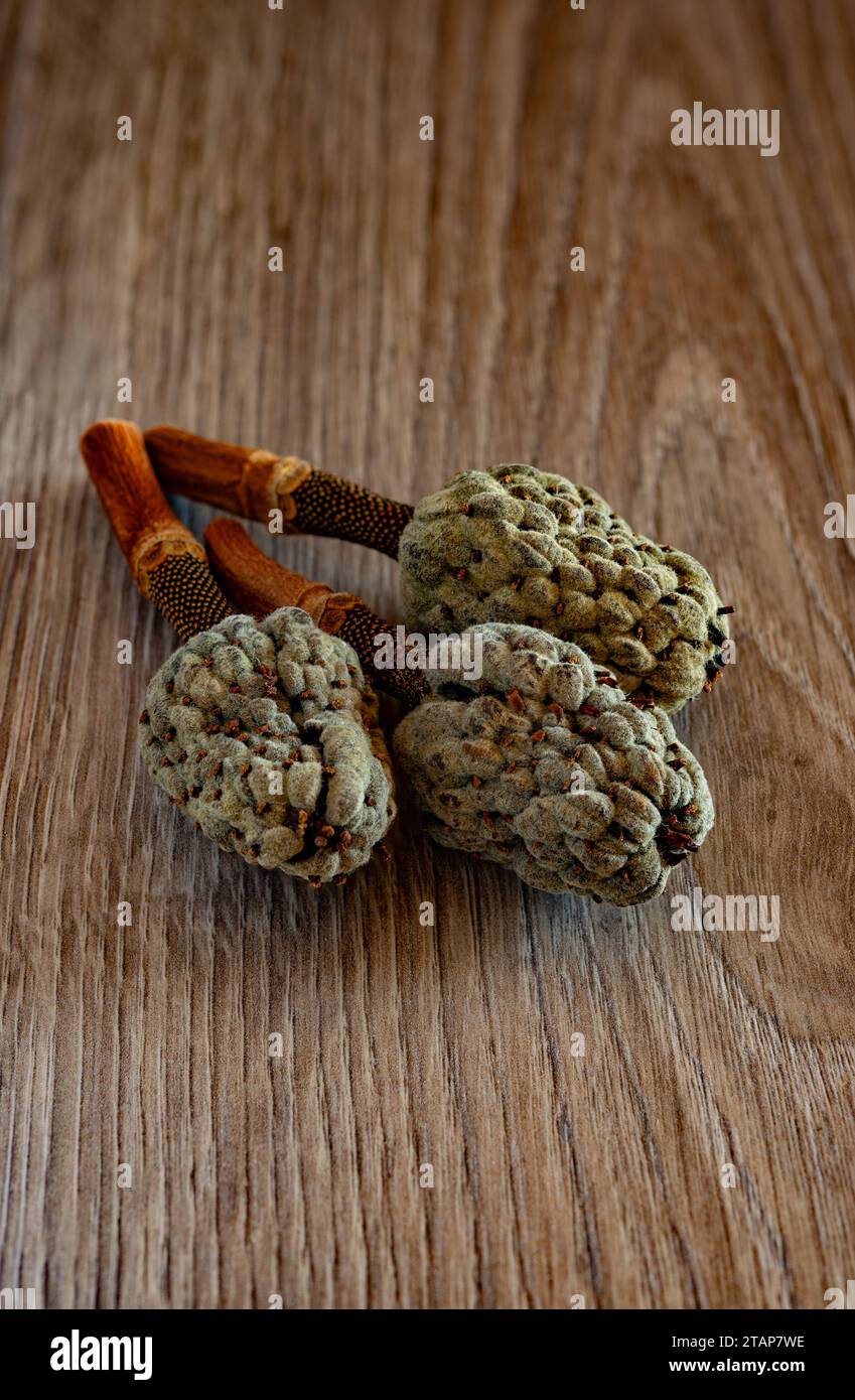 Magnolia magnolia grandiflora fruit seeds tree southern magnolia hi-res ...