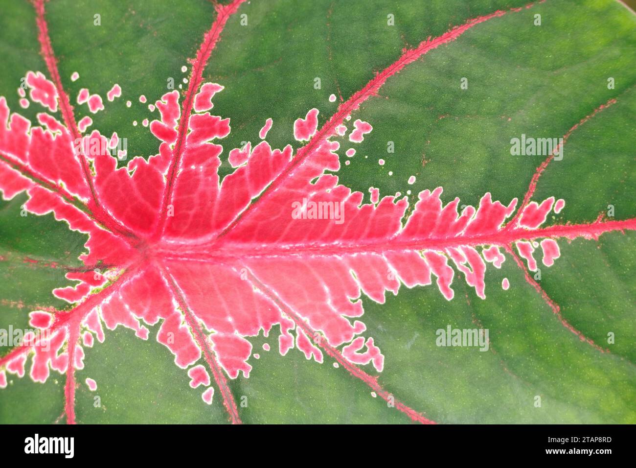 Bon trees have large, heart-shaped or lance-shaped leaves that are ...