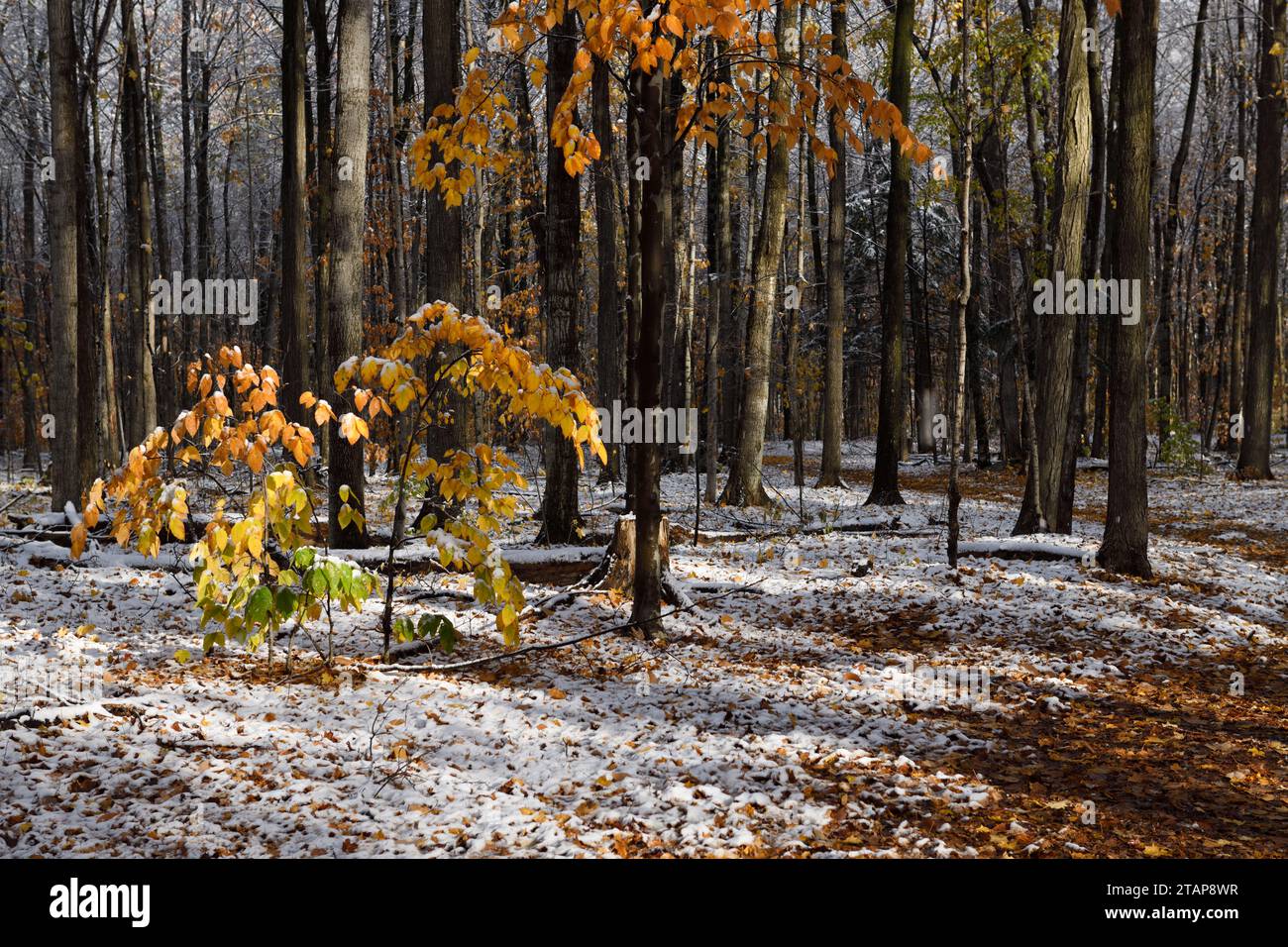Morning sun after an early snowfall in a Fall forest with fallen leaves ...