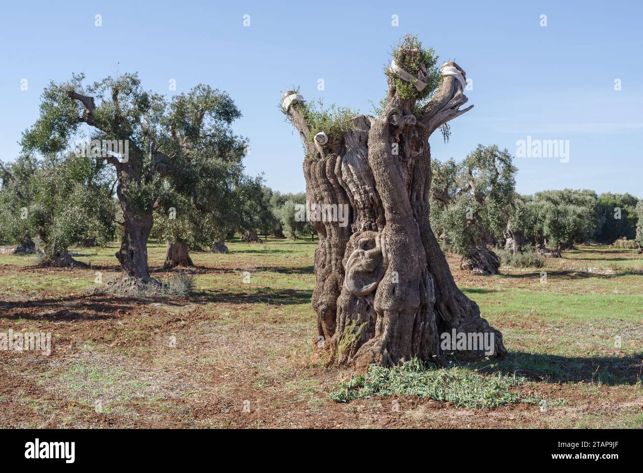 Olive disease hi-res stock photography and images - Alamy