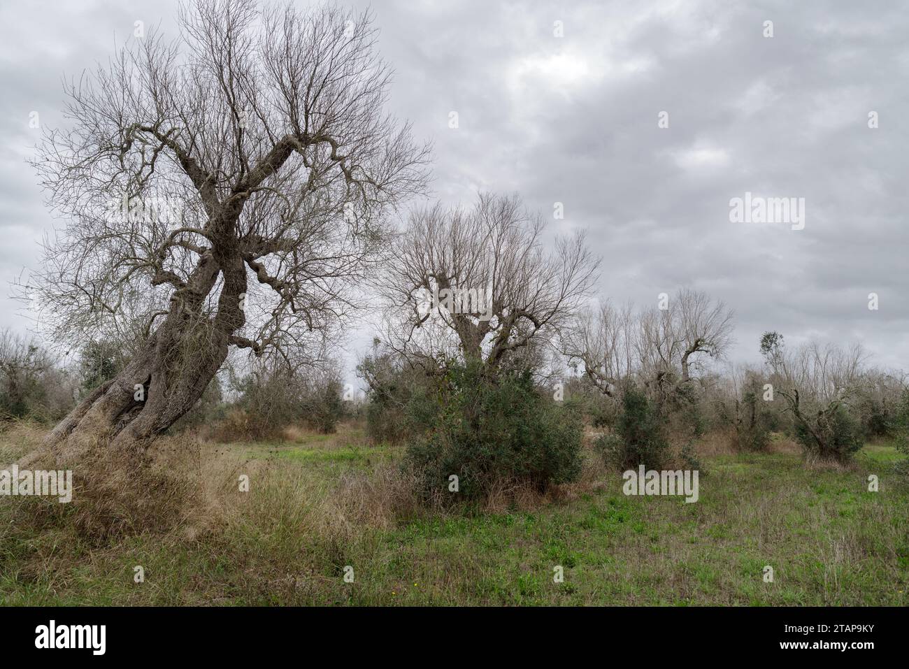 View of olive trees hit by bacteria Xylella fastidiosa in Lecce, Puglia ...