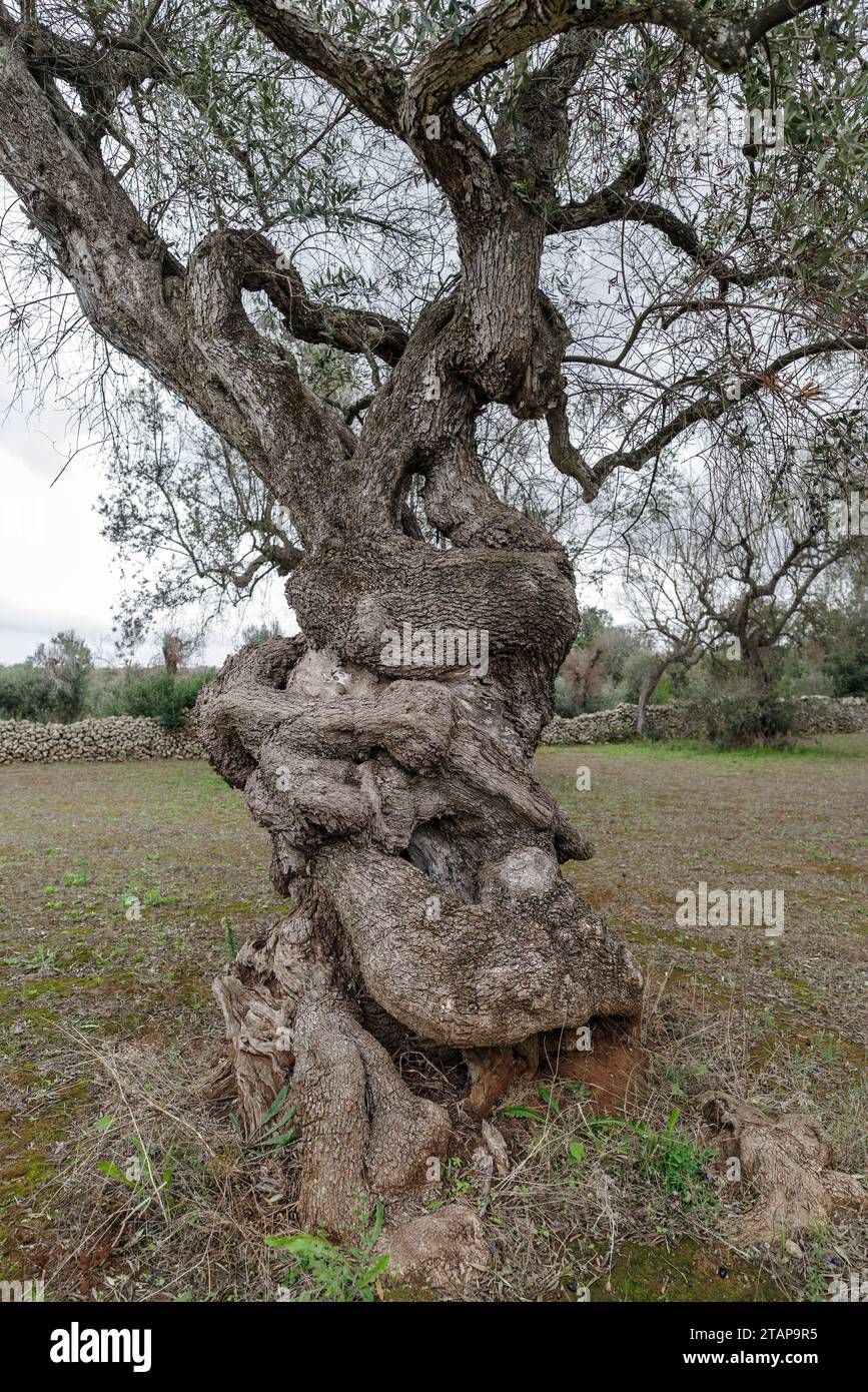 Centuries old olive tree hit by bacteria Xylella fastidiosa in Lecce ...