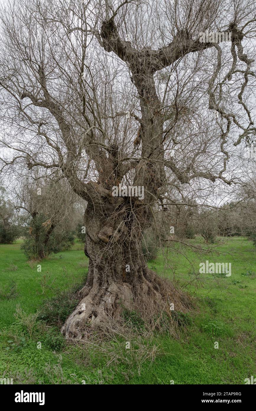 Centuries old olive tree hit by bacteria Xylella fastidiosa in Lecce ...