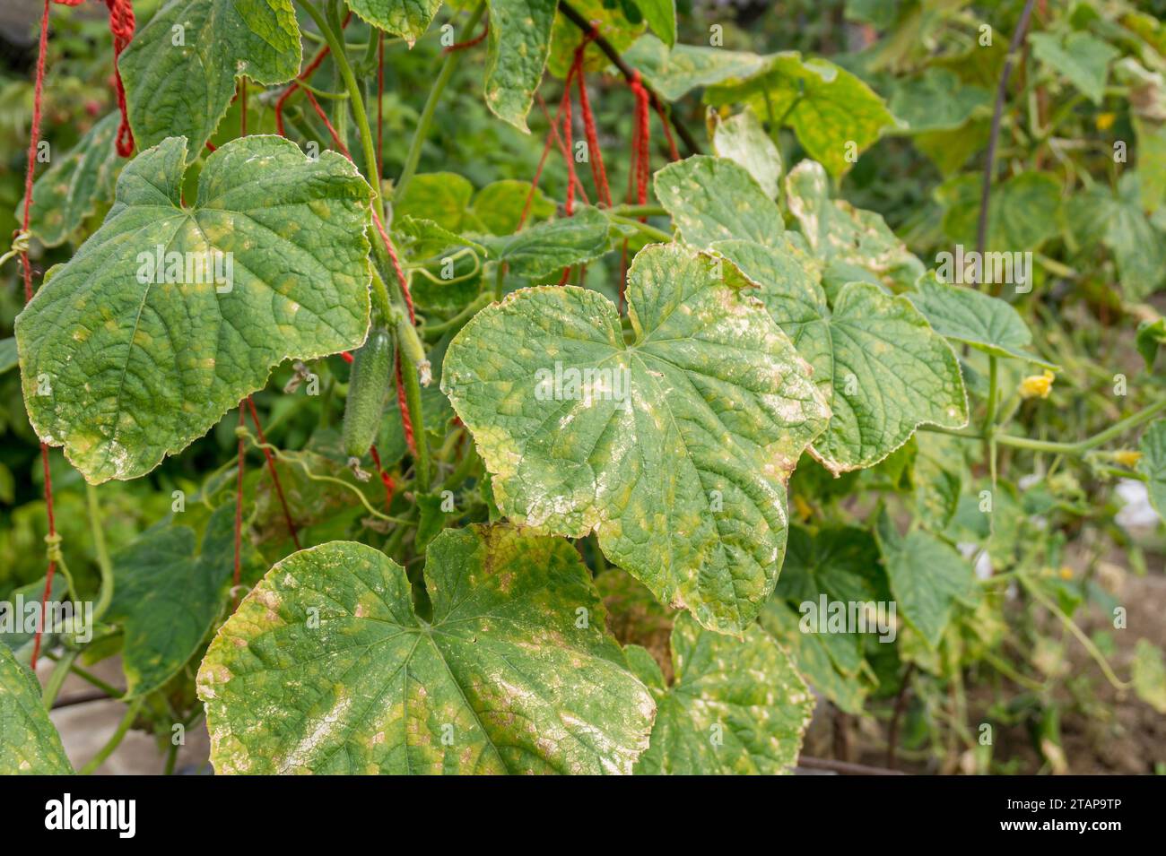 Cucumber leaves infected by downy mildew or Pseudoperonospora cubensis ...