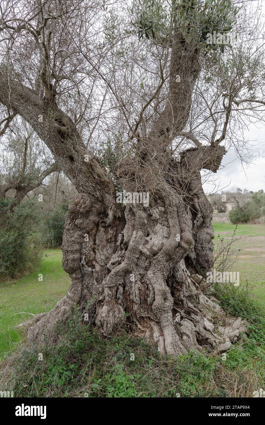 Centuries old olive tree, (oldest of Italy, estimated age of 3000 years ...