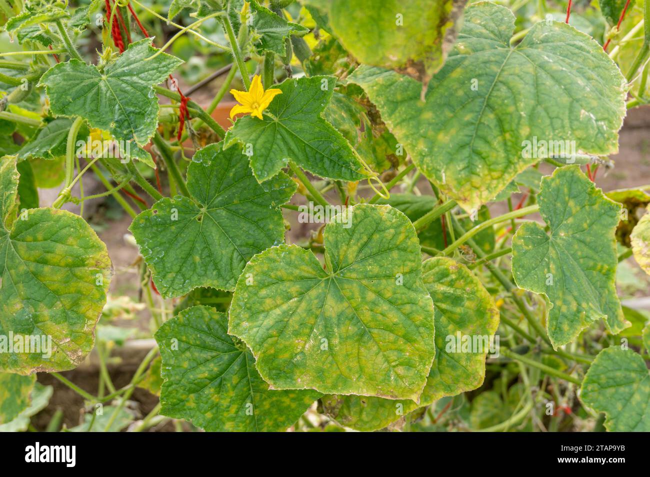 Cucumber plant infected by downy mildew or Pseudoperonospora cubensis ...