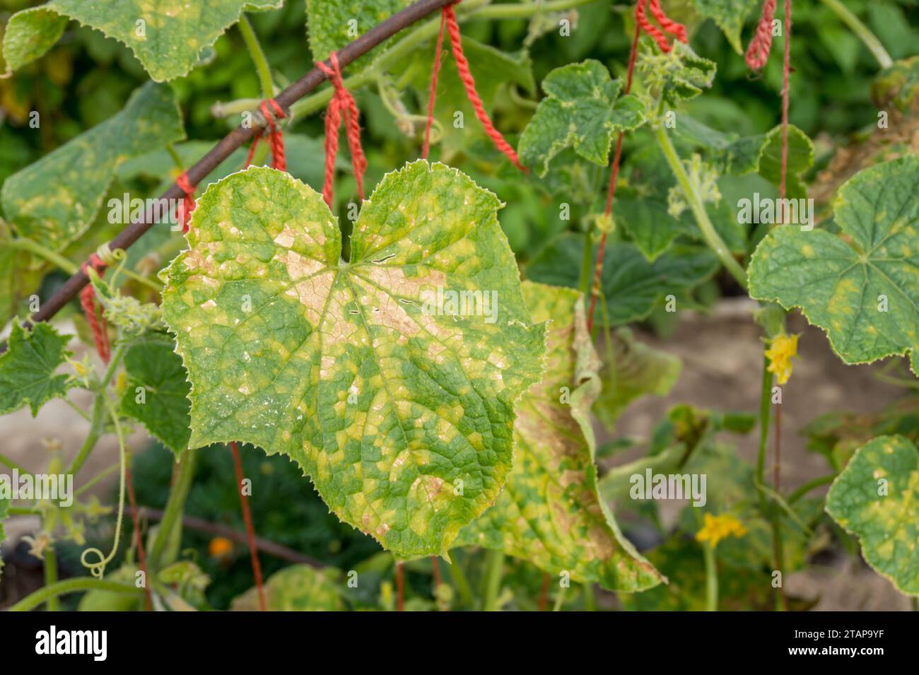 Cucumber plant leaf infected by downy mildew or Pseudoperonospora ...