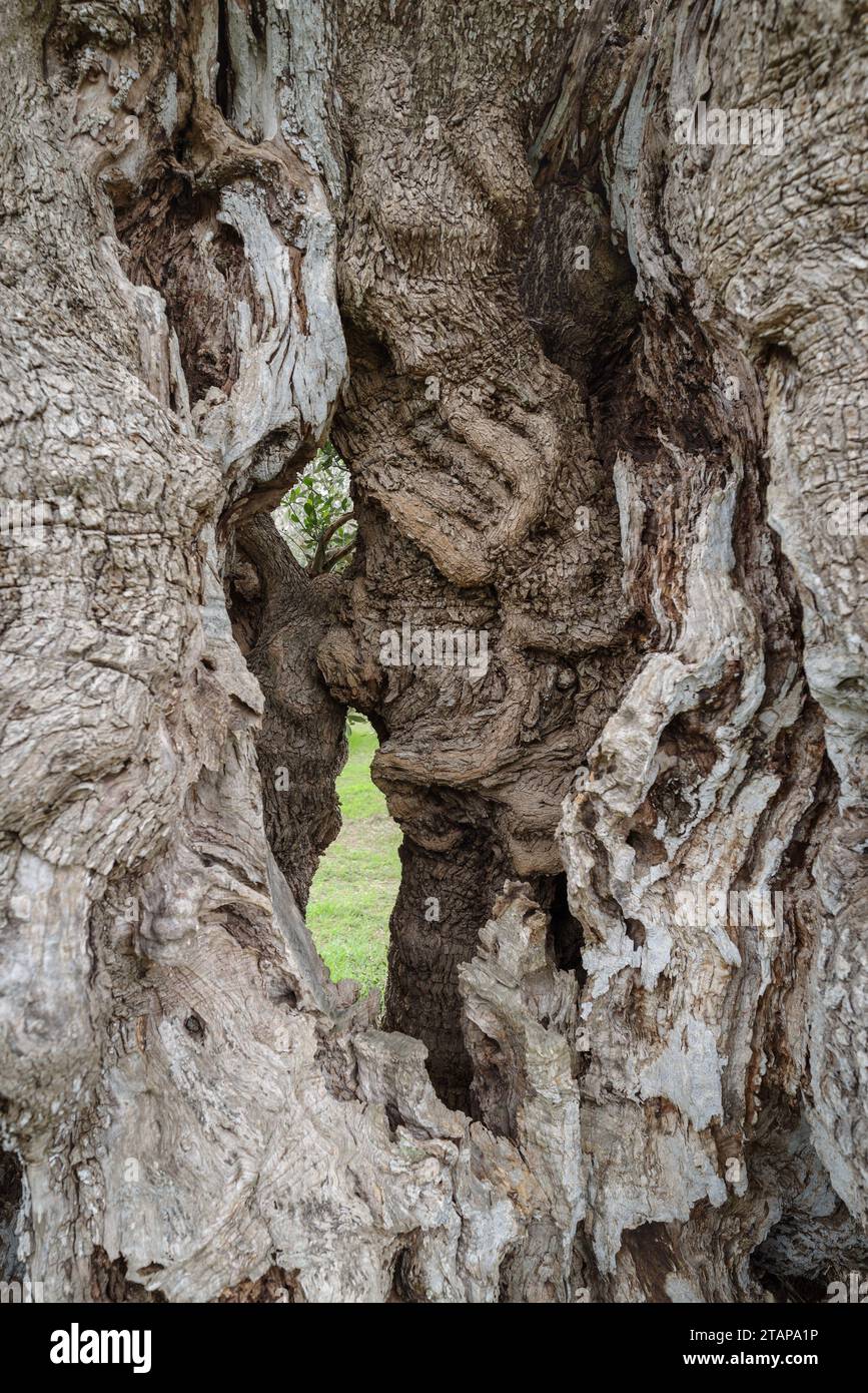Olive tree texture hi-res stock photography and images - Alamy