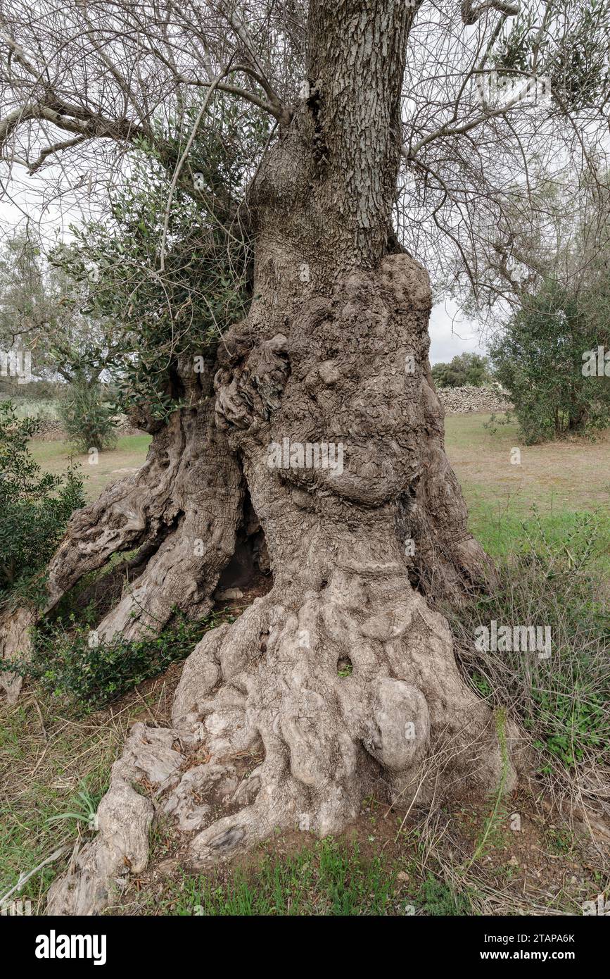 Centuries old olive tree, (oldest of Italy, estimated age of 3000 years ...