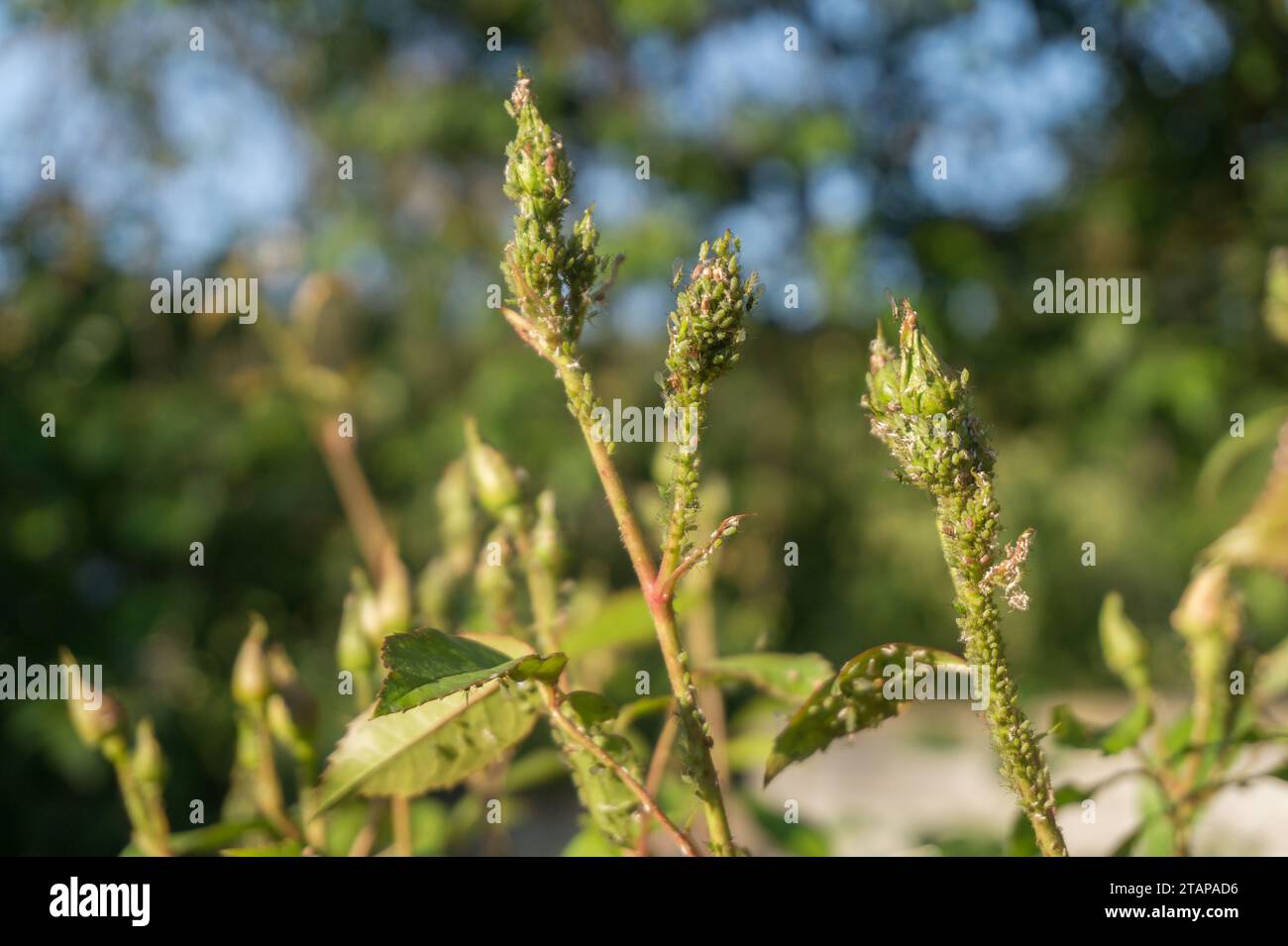 Green Rose Aphid Macrosiphum rosae, Aphididae on a young stem and ...