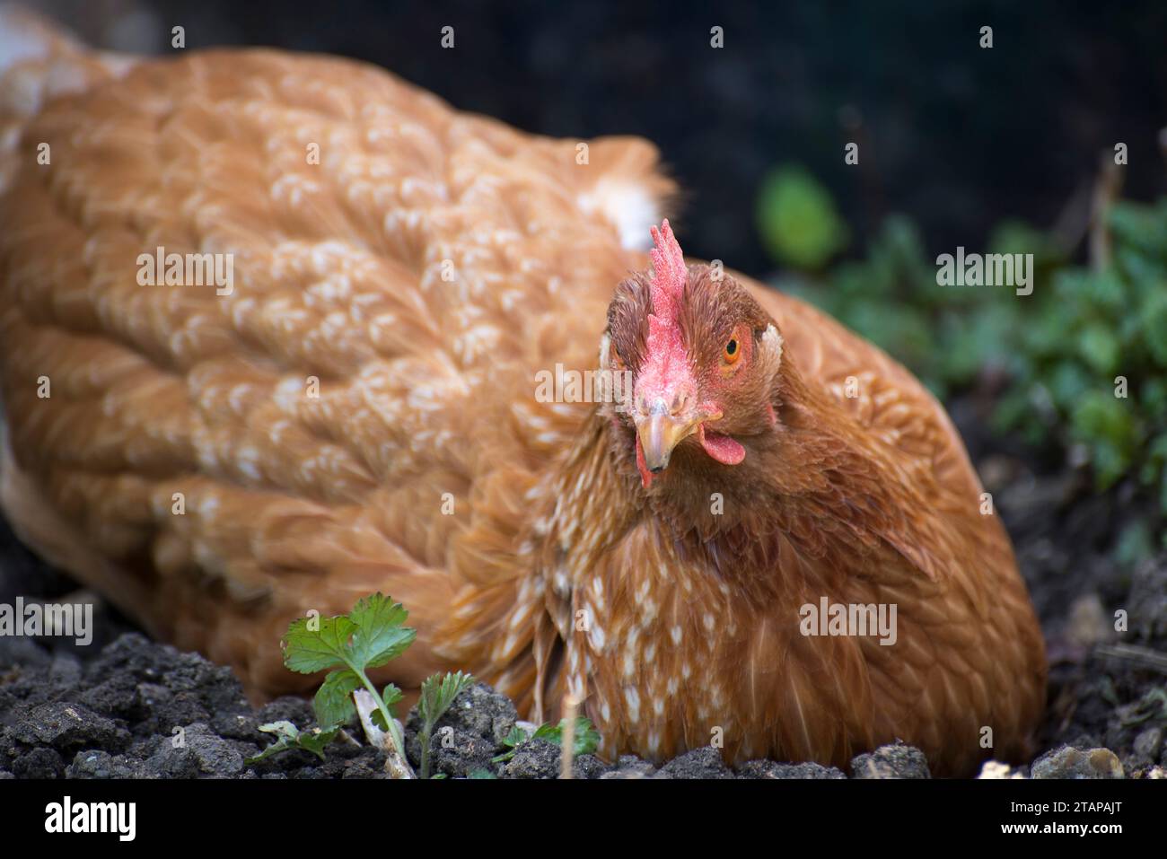 A hen having a dust bath Stock Photo - Alamy
