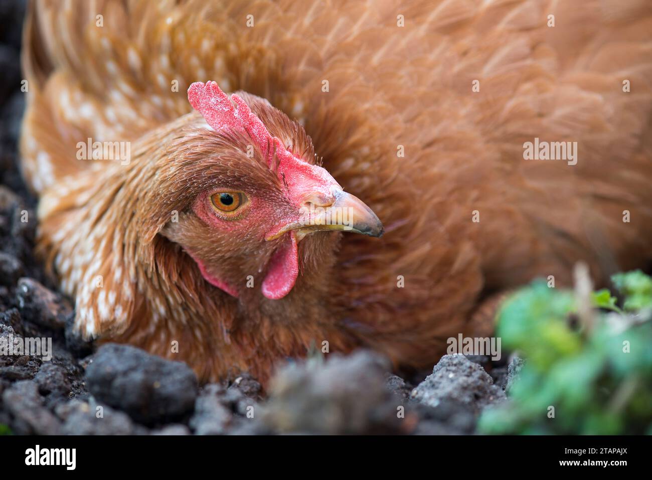 A hen having a dust bath Stock Photo - Alamy