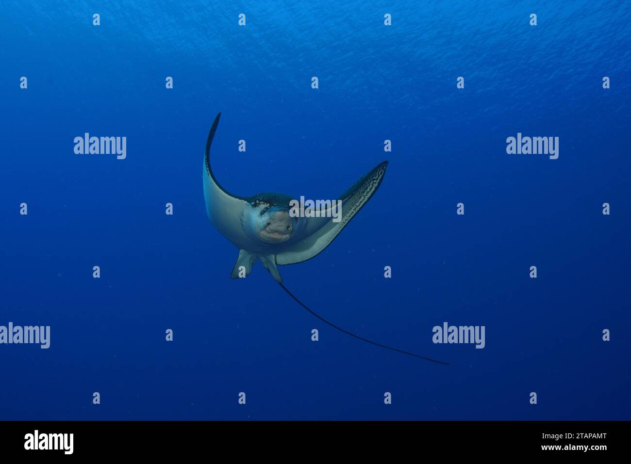 Posing underwater hi-res stock photography and images - Alamy