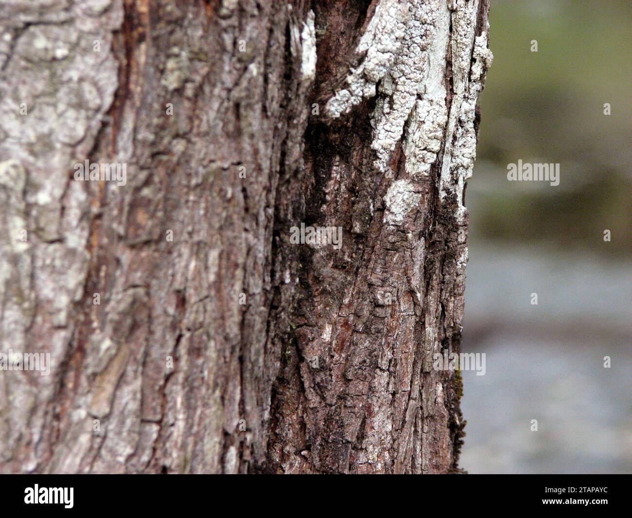 Rough trunk hi-res stock photography and images - Alamy