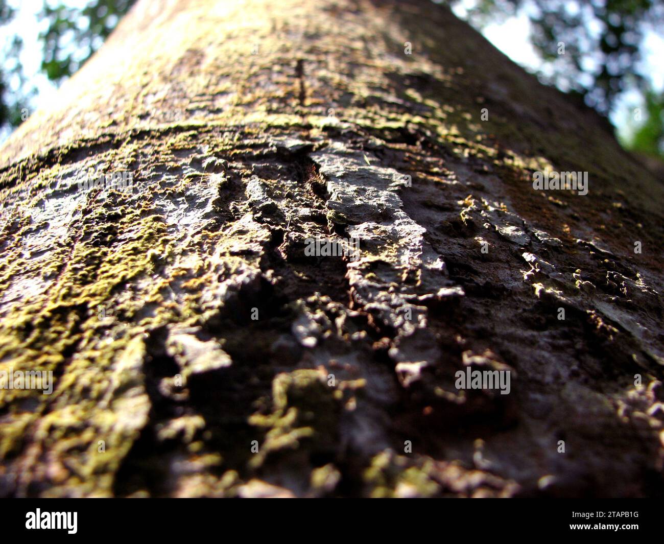 Rough trunk hi-res stock photography and images - Alamy