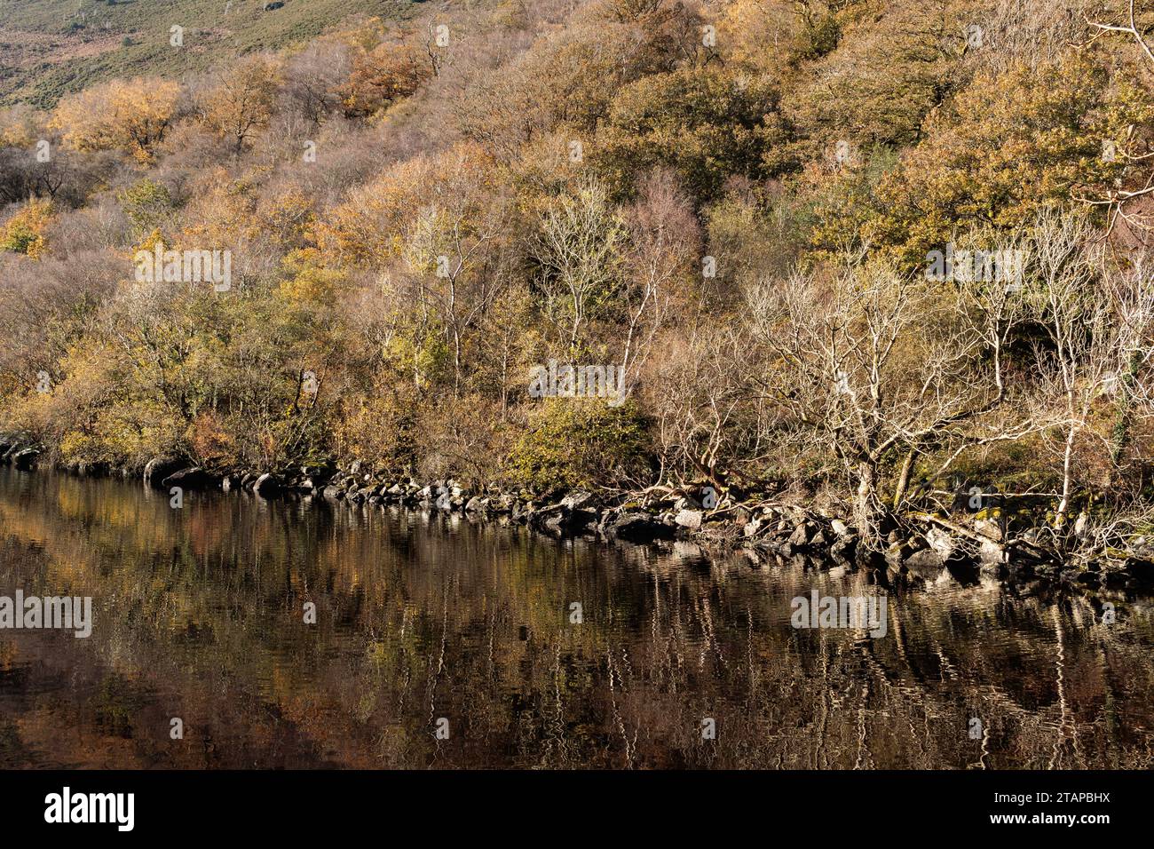 Llyn Crafnant in autumn, Snowdonia Eryri National Park, North Wales ...