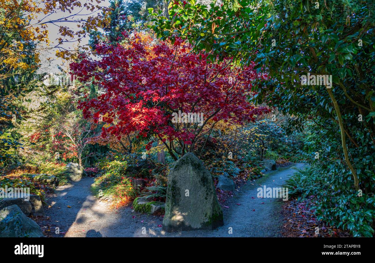 Autumn colors surround a path at Kubota Gardens in Seattle, Washington ...