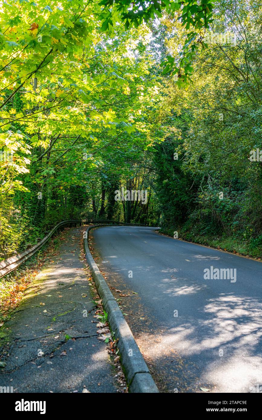 A tree lined road hi-res stock photography and images - Alamy
