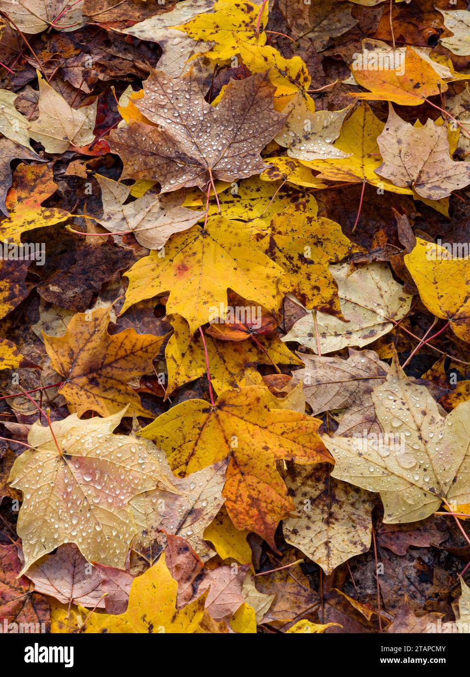 Leaves fallen along a trail show remnants of a recent rainstorm ...