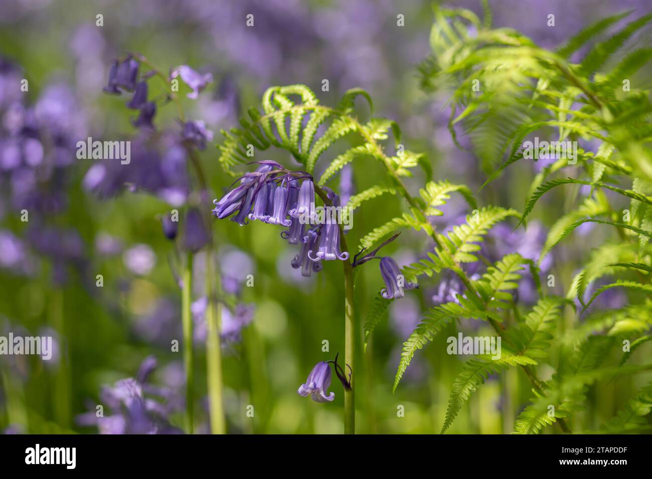 Bluebells Hyacinthoides non-scripta, flowering in woodland with ferns ...