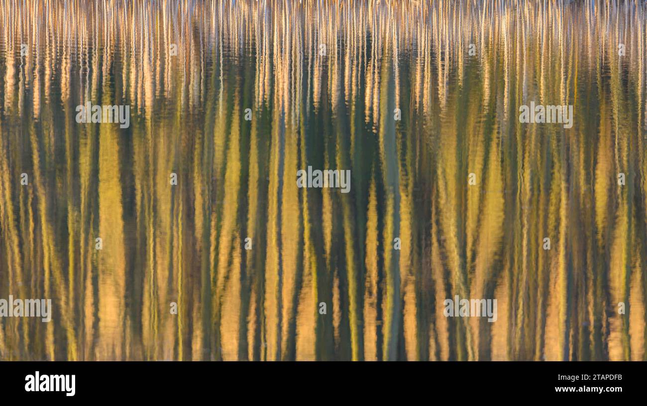 Fluffy seeds appear hi-res stock photography and images - Alamy