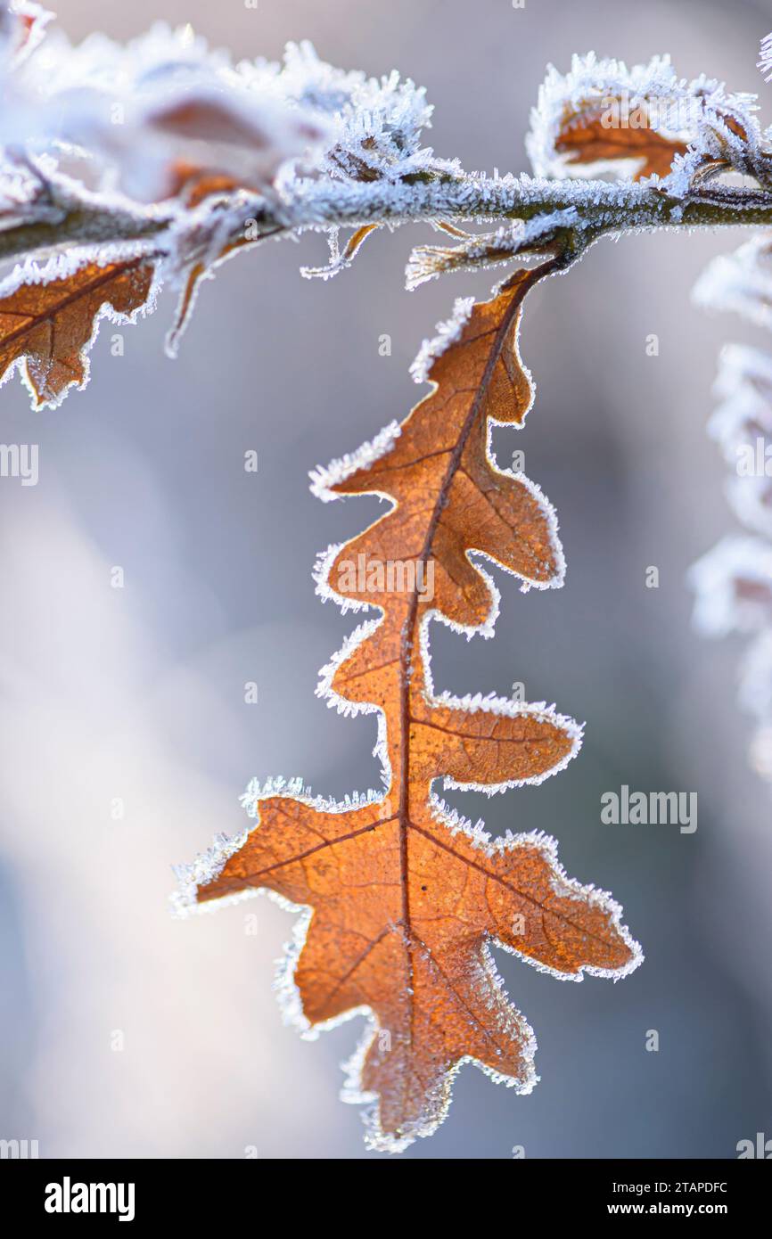 Hoar frost around the edges of a backlit Oak leaf hanging from a branch ...