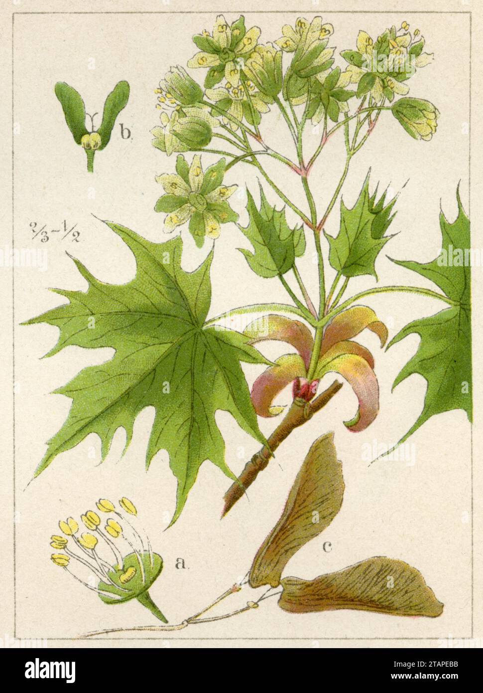 Norway maple Acer platanoides, (garden book, 1896), Spitzahorn Stock ...