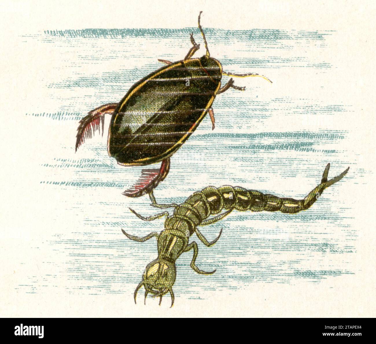 Dytiscus marginalis illustration hi-res stock photography and images ...